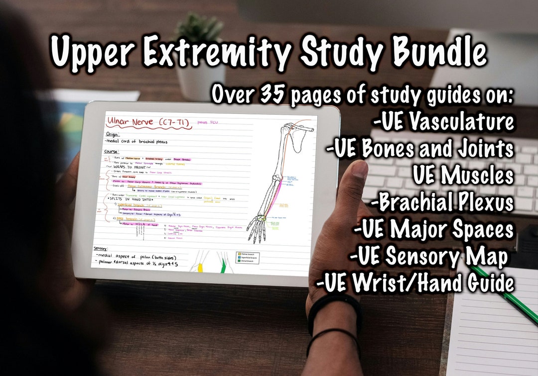 Upper Extremity Study Guide Bundle: Anatomy Notes (digital Download) - Etsy