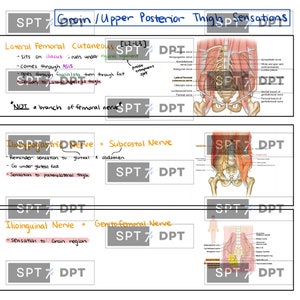 Lower Extremity: Study Bundle Pack, Study Guide, Guide Sheet, Cheat ...