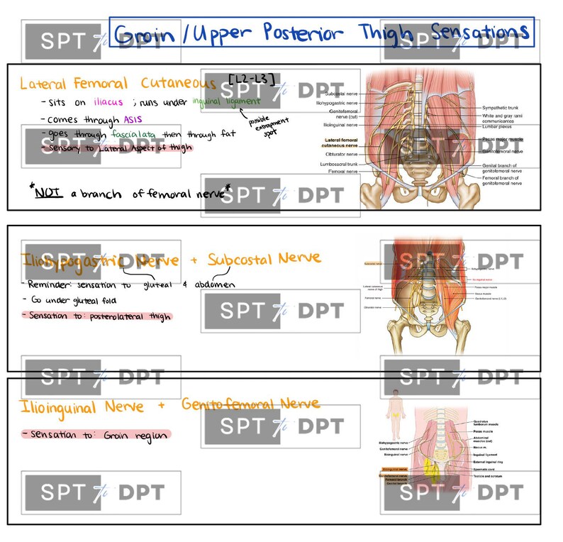 Lower Extremity: Study Bundle Pack, Study Guide, Guide Sheet, Cheat Sheet, Reference Guide ...