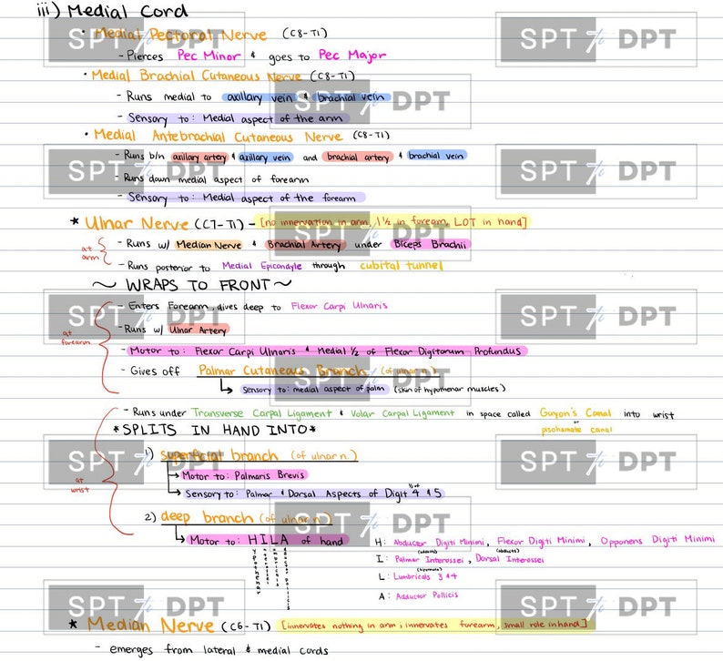 Upper Extremity: Brachial Plexus Study Guide, Guide Sheet, Cheat Sheet, Reference Guide ...