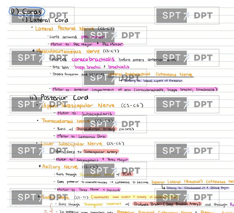 Upper Extremity: Brachial Plexus Study Guide, Guide Sheet, Cheat Sheet ...