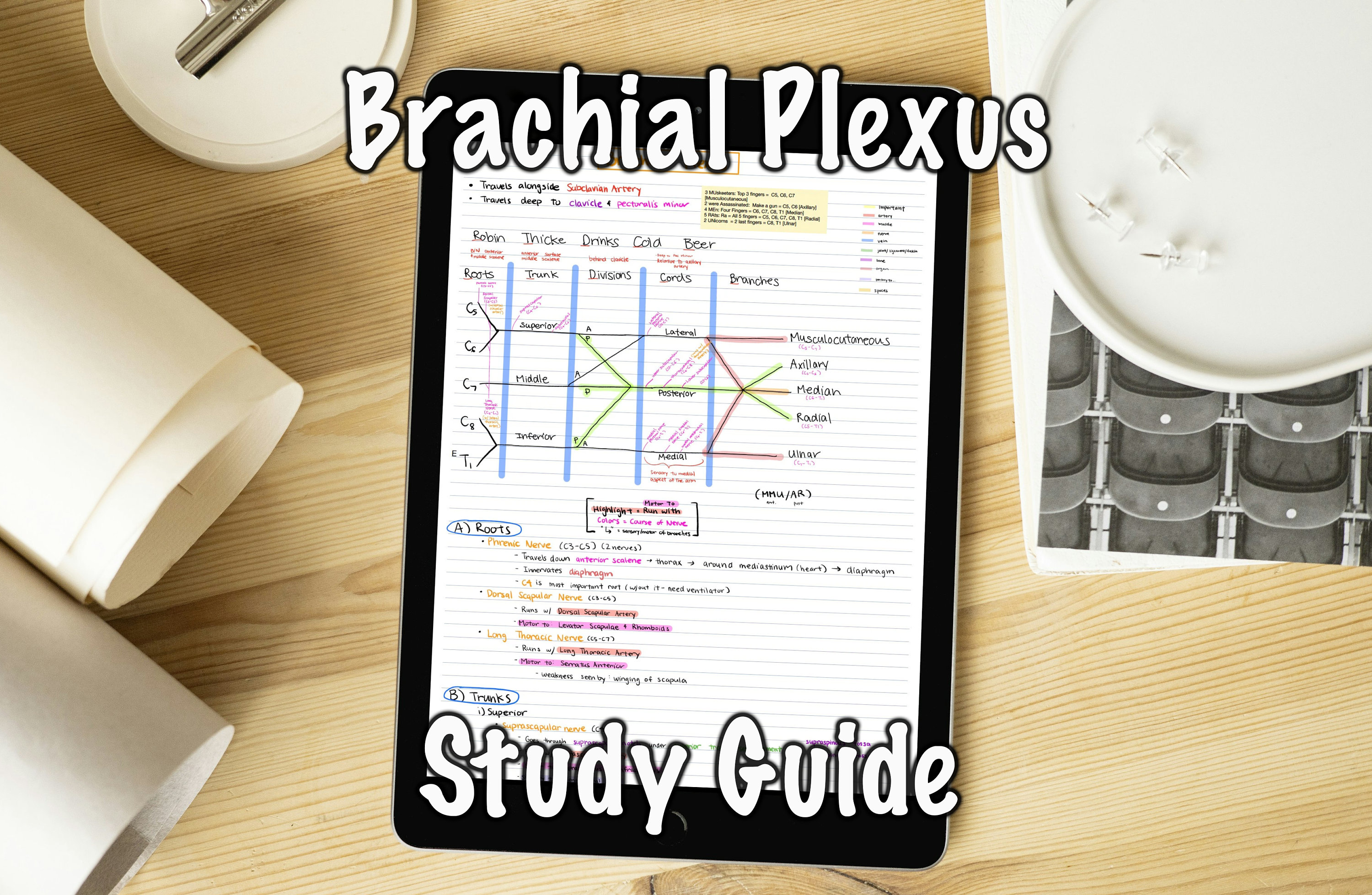 Upper Extremity: Brachial Plexus Study Guide, Guide Sheet, Cheat Sheet, Reference Guide ...
