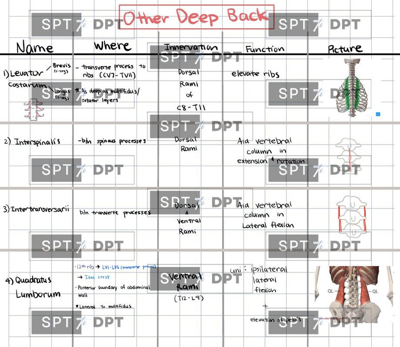 Back Muscles & Spinal Cord Study Guide: Anatomy Reference (digital ...