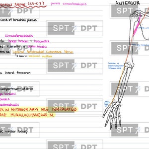 Upper Extremity Nerve Pathways Study Guide (digital Download) - Etsy