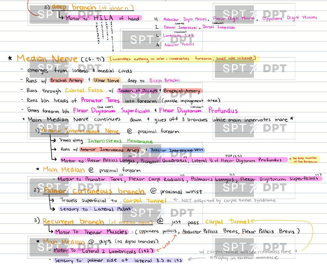 Upper Extremity: Brachial Plexus Study Guide, Guide Sheet, Cheat Sheet ...
