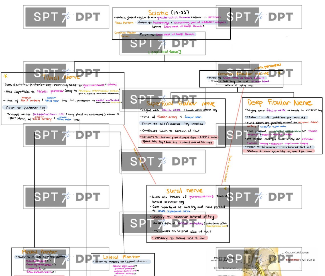 Lower Extremity: Study Bundle Pack, Study Guide, Guide Sheet, Cheat Sheet, Reference Guide ...