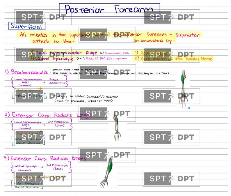 Upper Extremity: Muscles Musculature MSK Study Guide, Guide Sheet ...