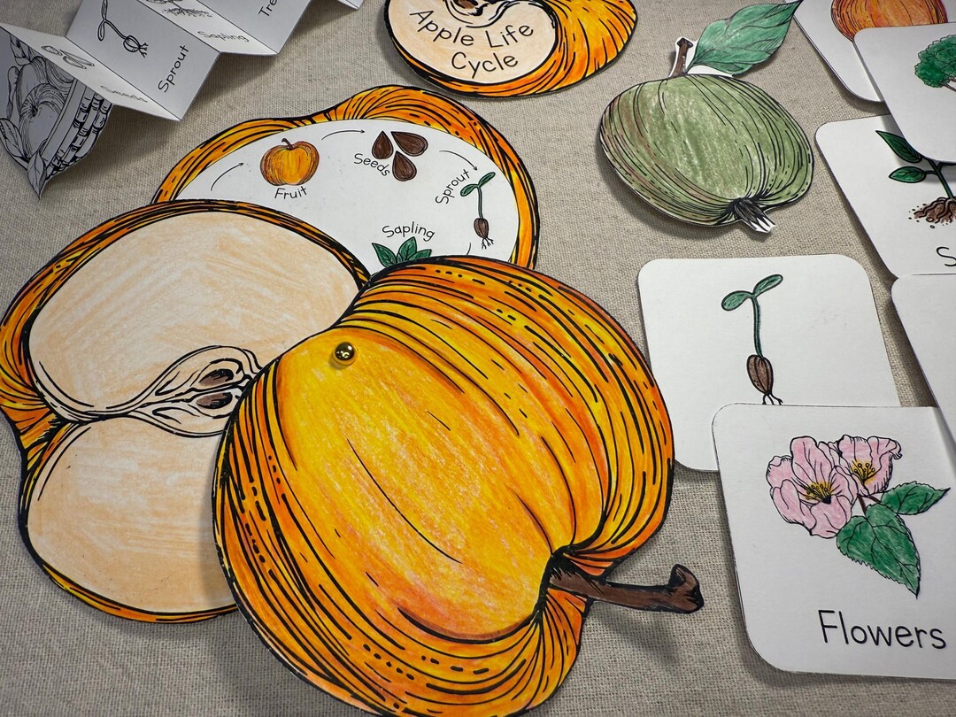Apple Life Cycle Craft Coloring, Apple Tree Life Cycle Foldable ...