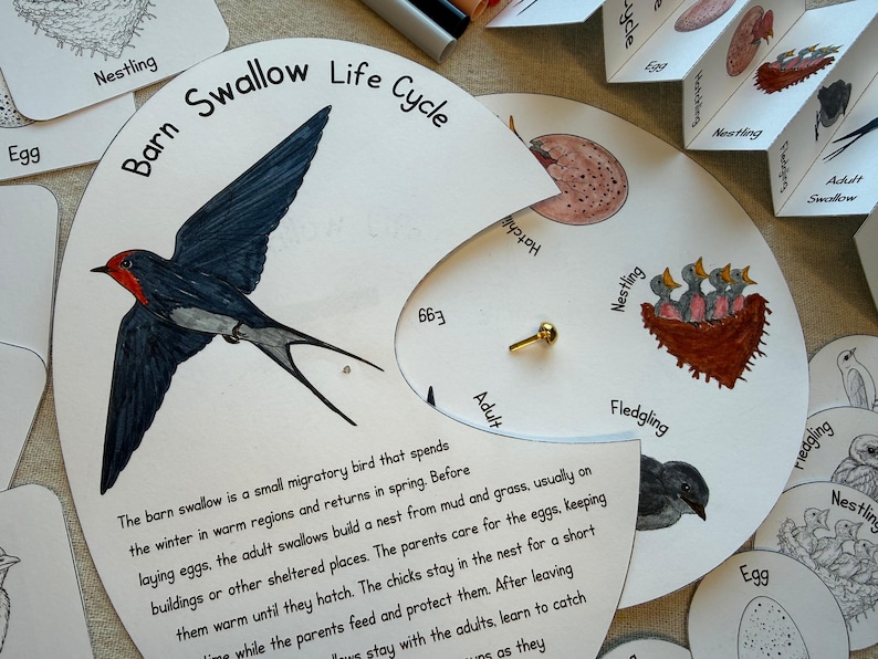 Swallow Life Cycle Coloring Wheel, Homeschool Learning, Science ...