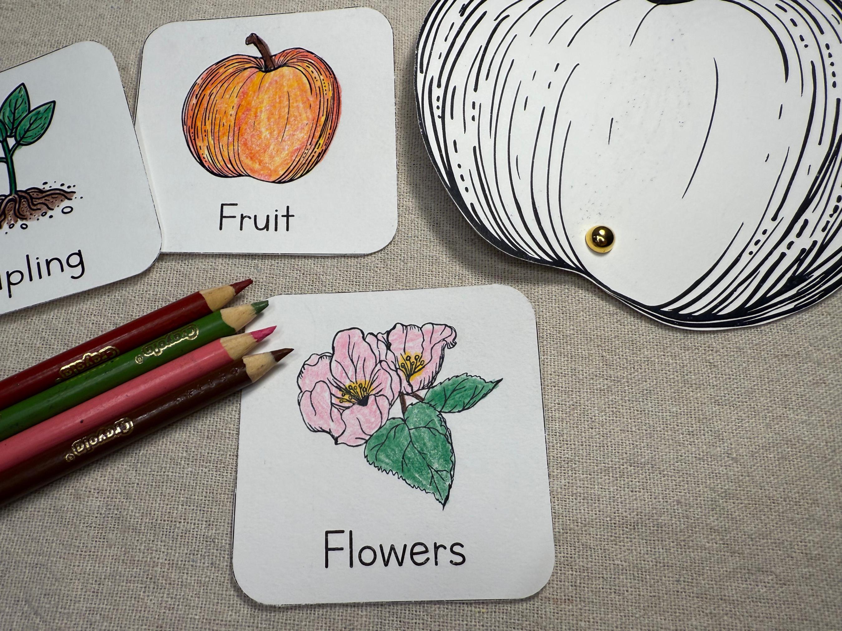 Apple Life Cycle Craft Coloring, Apple Tree Life Cycle Foldable ...