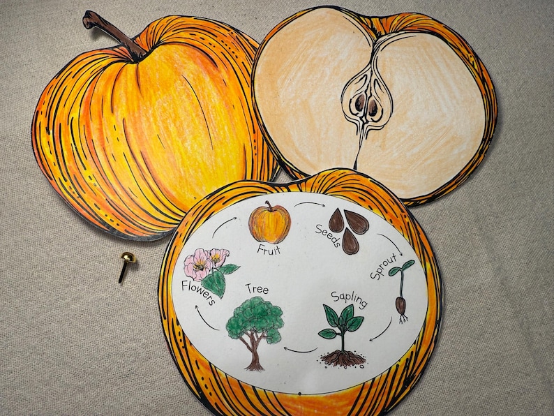 Apple Life Cycle Craft Coloring, Apple Tree Life Cycle Foldable ...