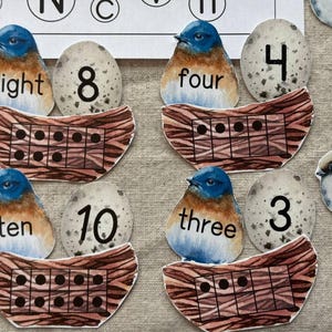 Spring Birds Matching Sorting Activity Pack, Spring Learning Worksheets ...