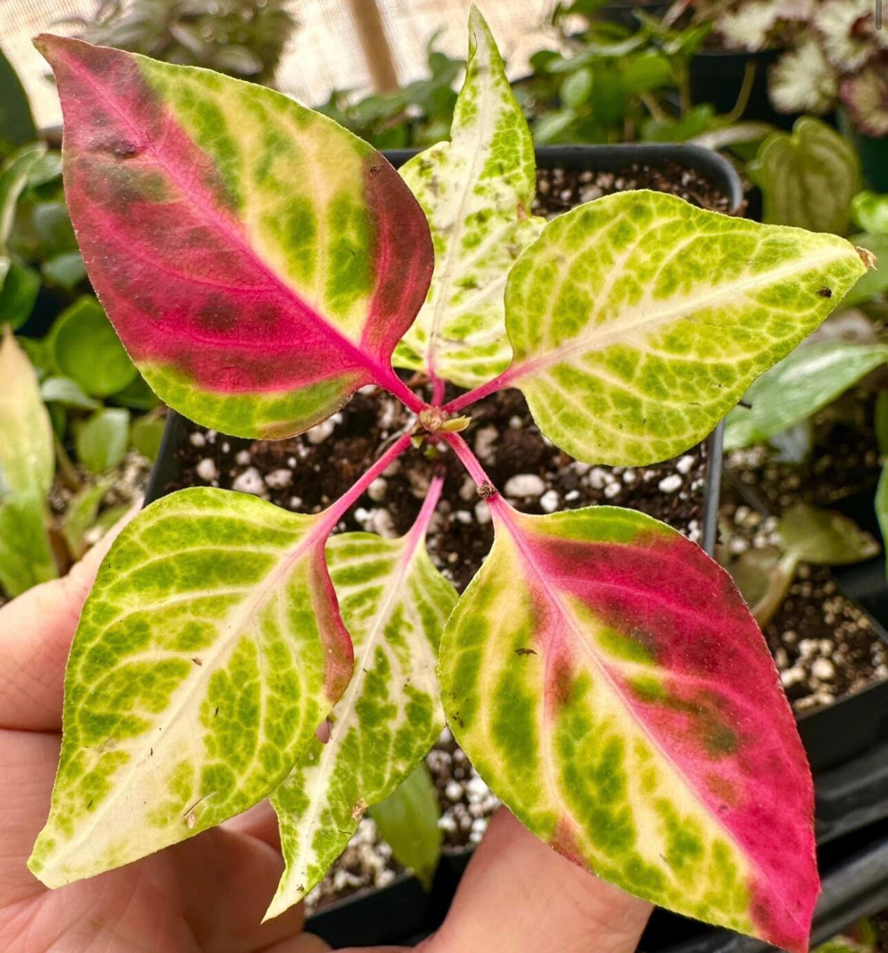Iresine Lindenii Variegata, Variegated Bloodleaf Plant - Etsy