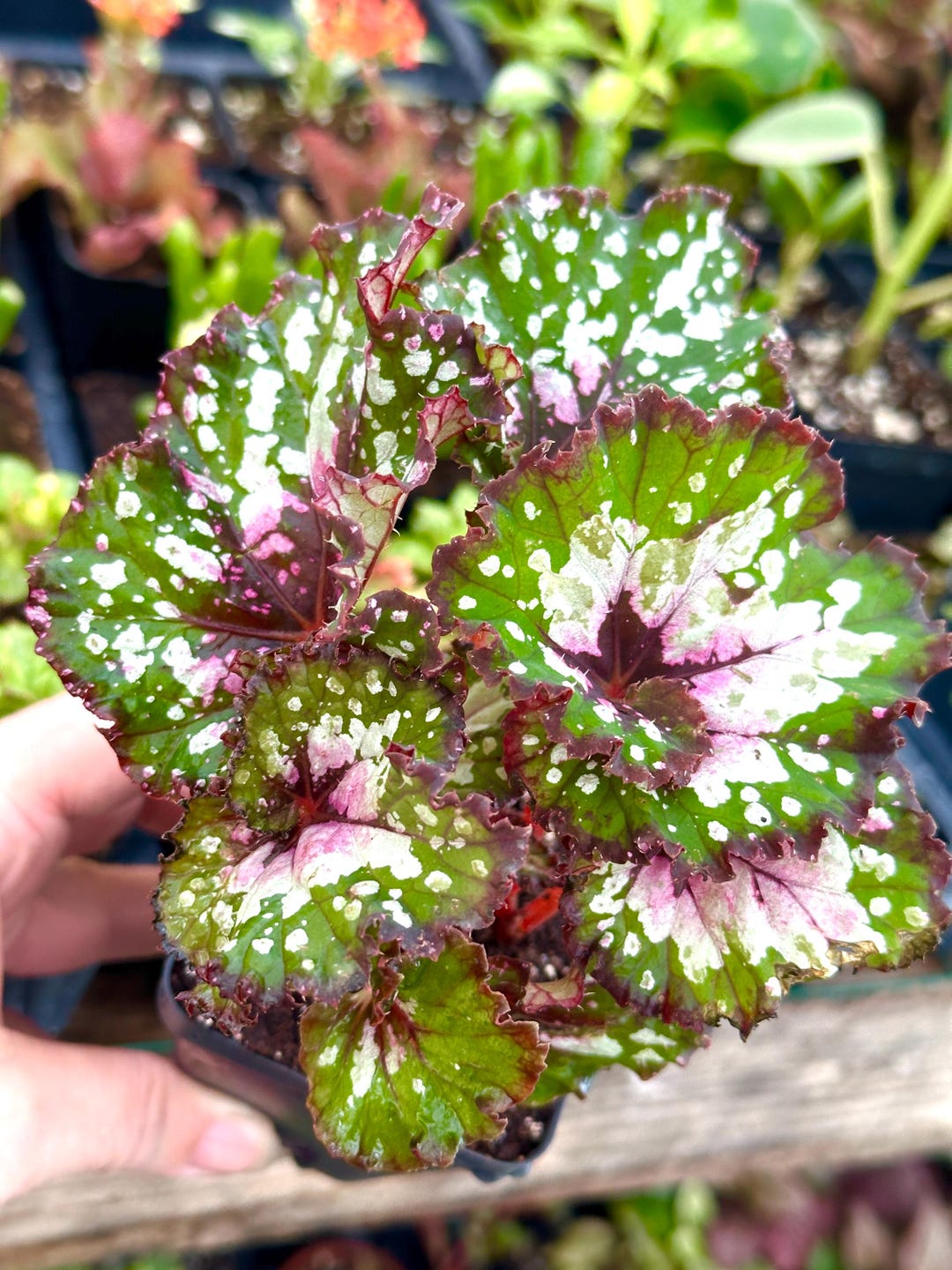 Begonia Jurassic Watermelon - Etsy