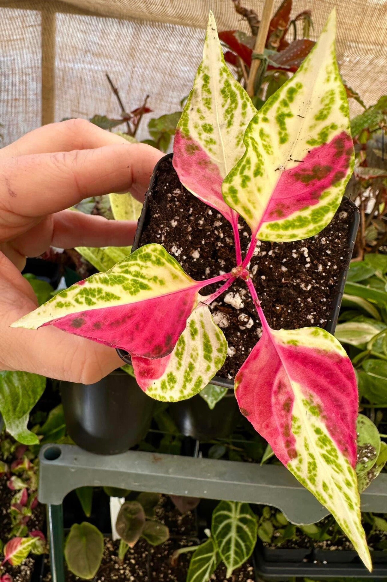 Iresine Lindenii Variegata, Variegated Bloodleaf Plant - Etsy