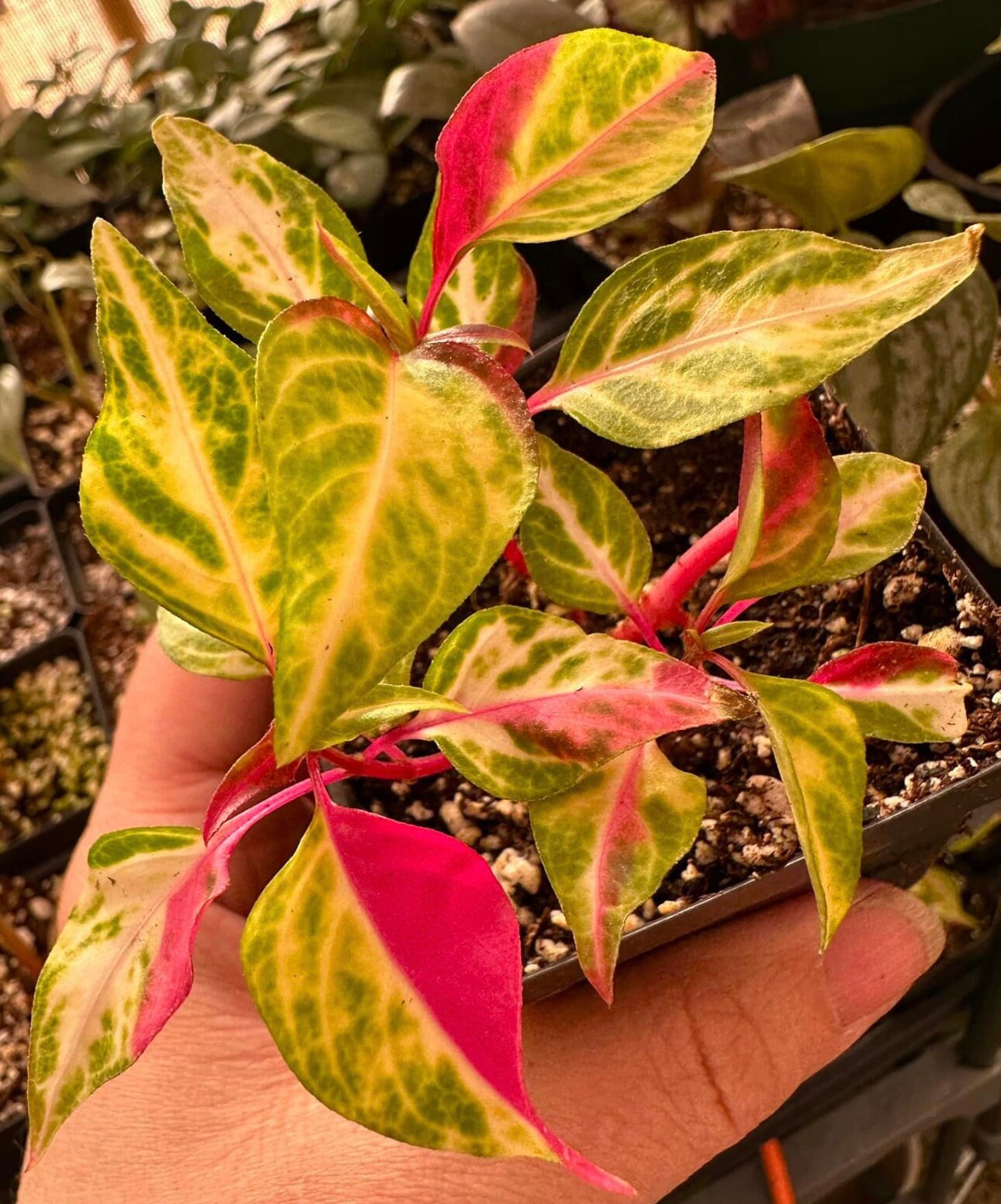 Iresine Lindenii Variegata, Variegated Bloodleaf Plant - Etsy