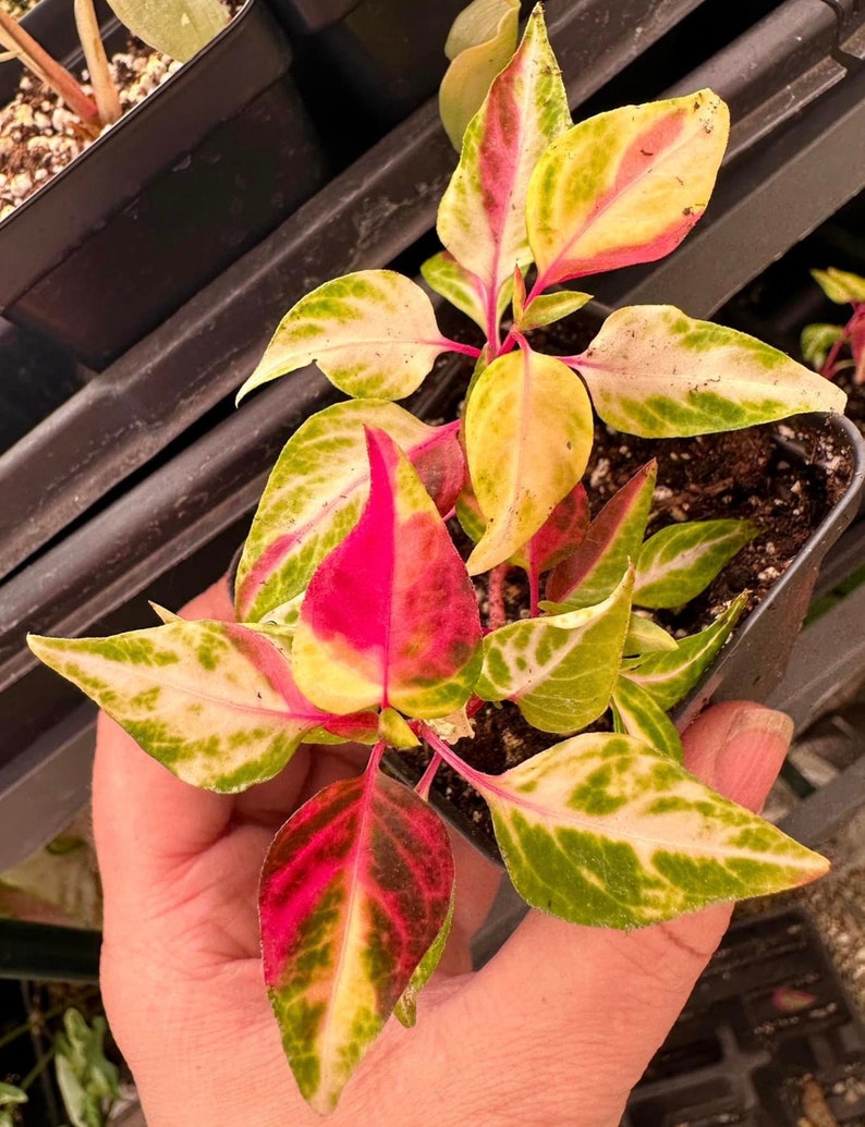 Iresine Lindenii Variegata, Variegated Bloodleaf Plant - Etsy