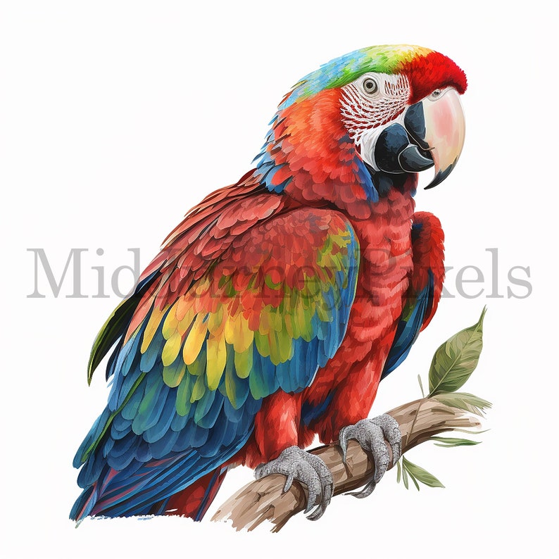 Parrot Clipart 12 High Quality Jpgs/pngs, Digital Download, Card Making ...