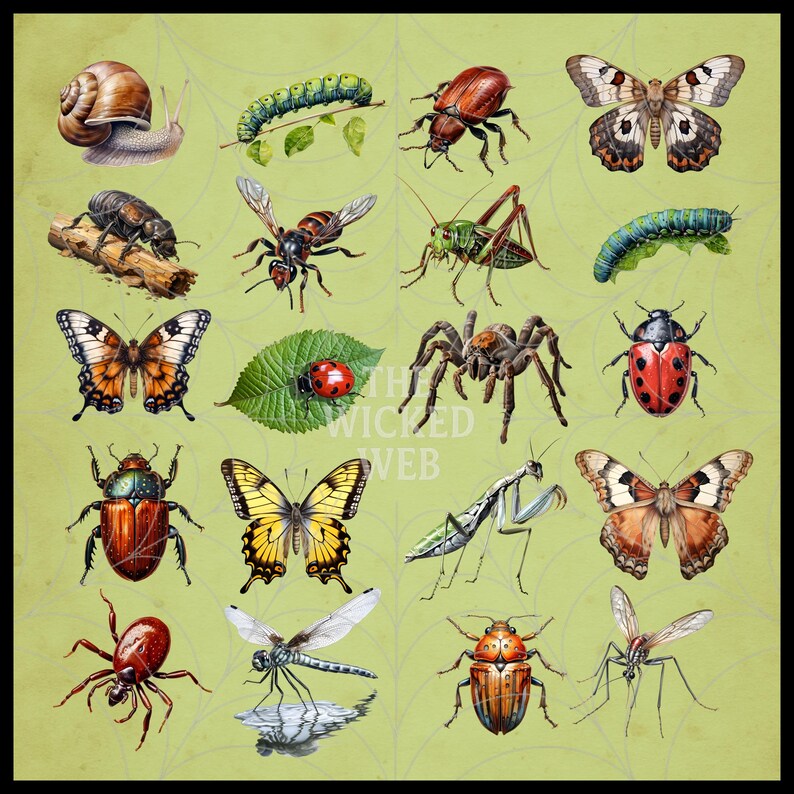 Watercolor Bugs & Insects Clipart Bundle - 20 Transparent Background ...