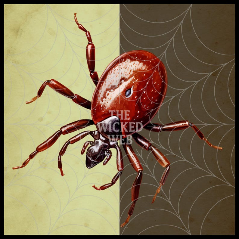 Watercolor Bugs & Insects Clipart Bundle - 20 Transparent Background ...