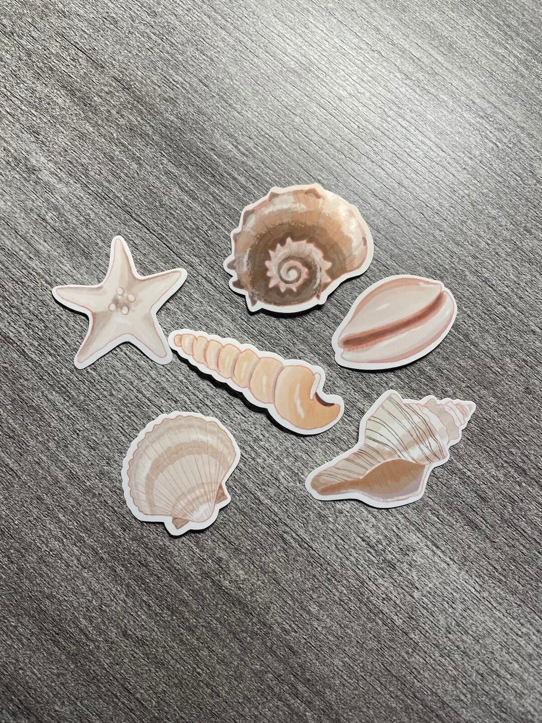 Sea Shell Glossy Vinyl Sticker Collection - Water Resistant - Beach ...