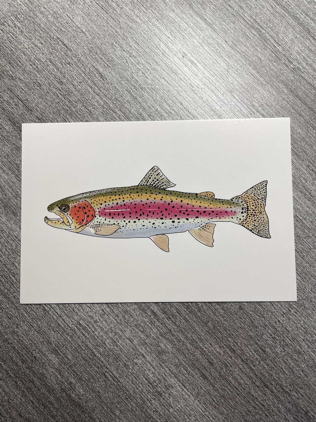 Rainbow Trout Postcard 4x6 - Mini Art Print - Freshwater Fish, Outdoors ...