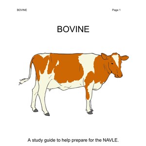 Bovine Vet Med Study Guide for the NAVLE - Etsy
