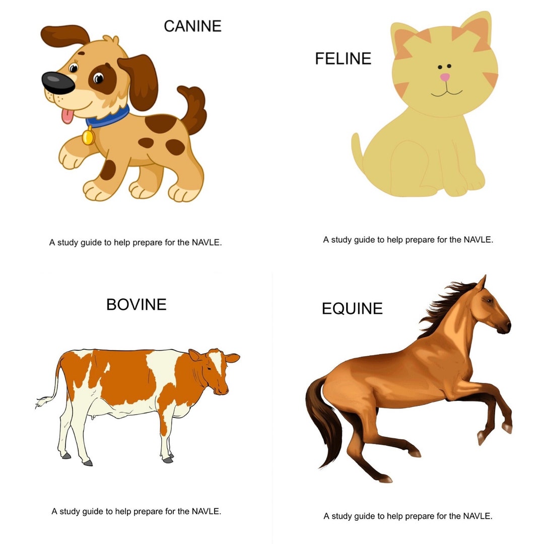 Canine, Feline, Bovine & Equine Combo Vet Med Study Guides for the ...
