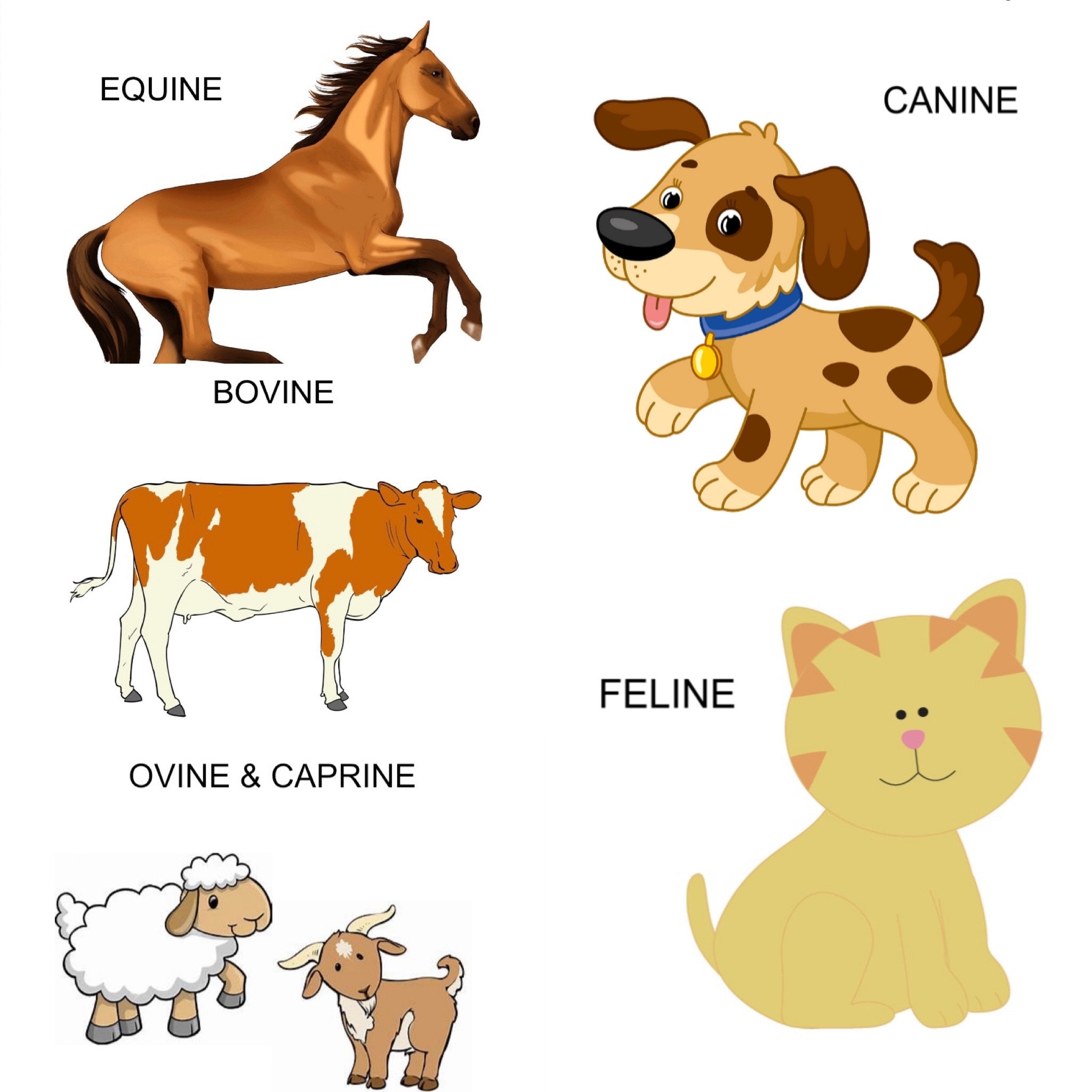 Canine, Feline, Bovine, Equine, Ovine & Caprine Combo Vet Med Study ...