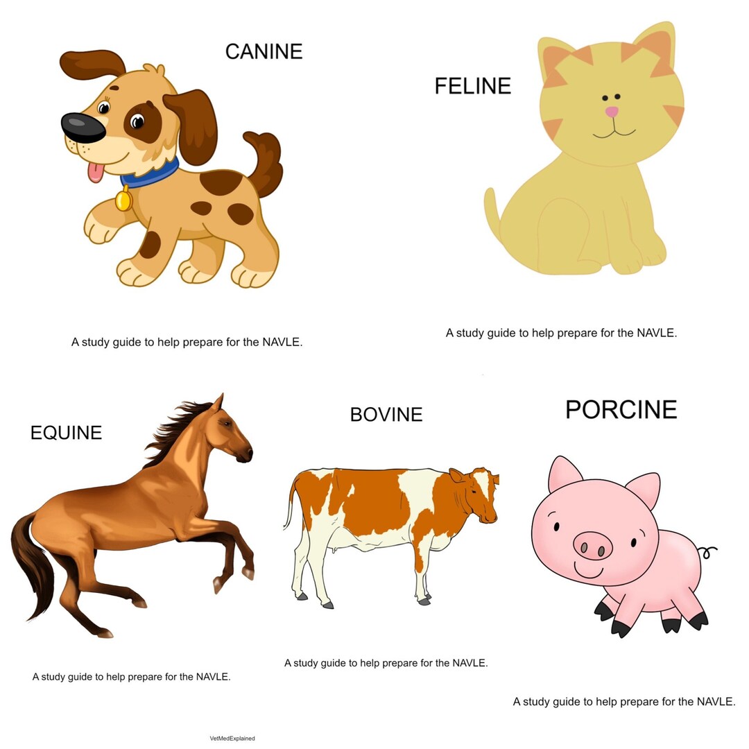 Canine, Feline, Equine, Bovine, and Porcine Combo Vet Med Study Guides ...