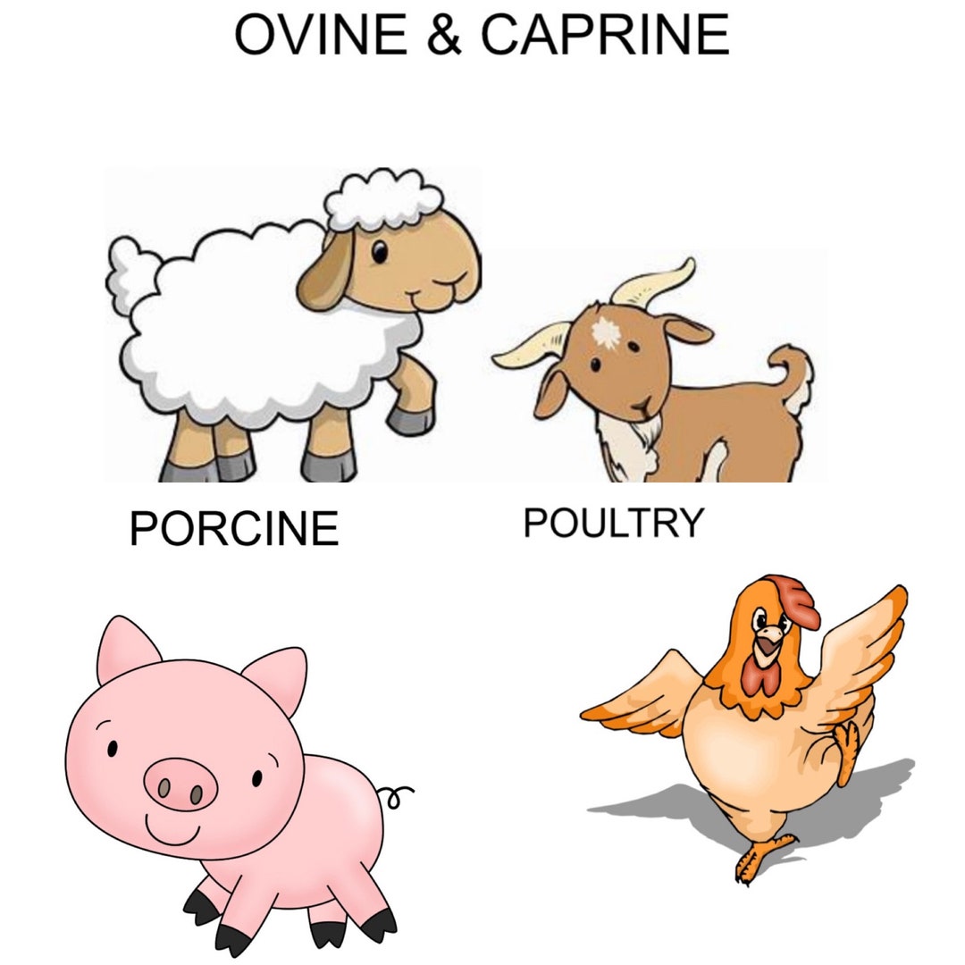 Ovine and Caprine, Porcine, & Poultry Combo Vet Med Study Guides for ...