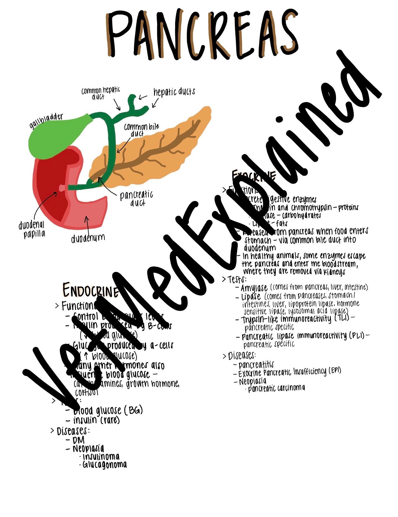 COMPREHENSIVE Clinical Pathology Veterinary Medicine Study Notes for ...