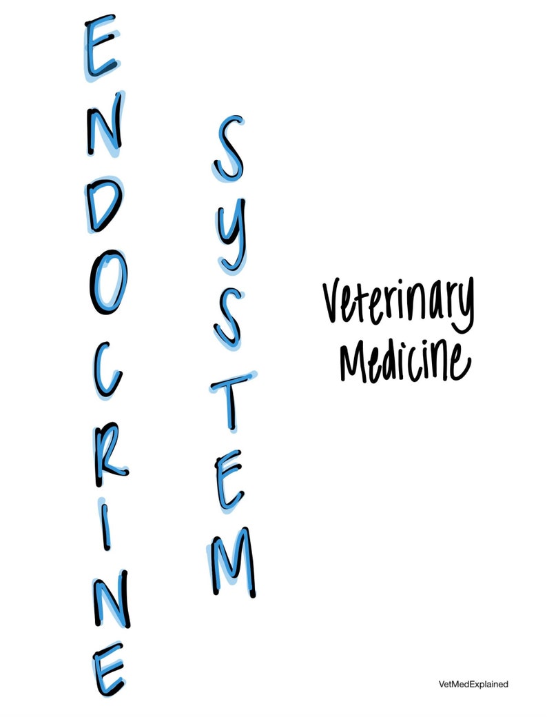 Endocrine System Study Guide for NAVLE - Etsy