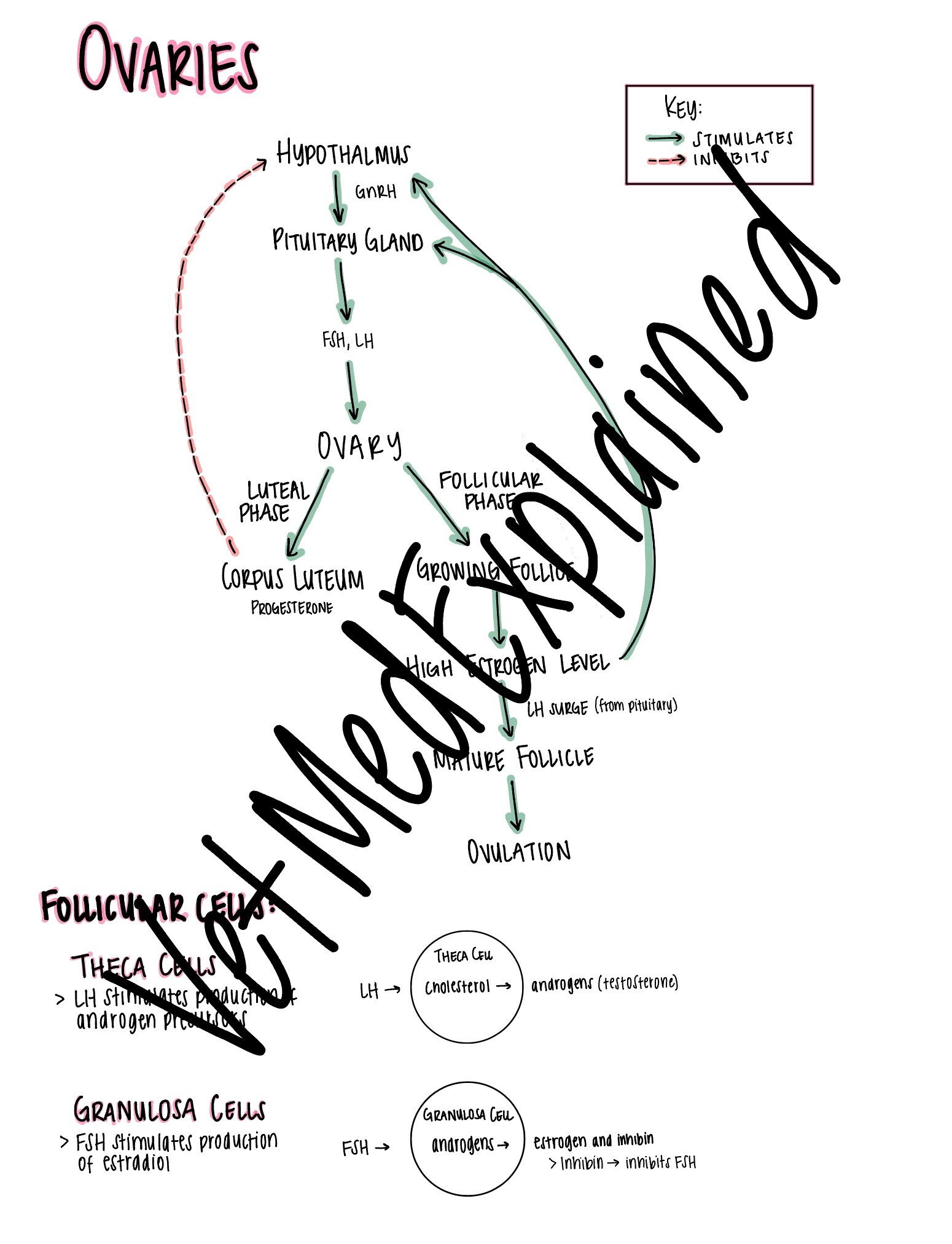 Endocrine System Study Guide for NAVLE - Etsy