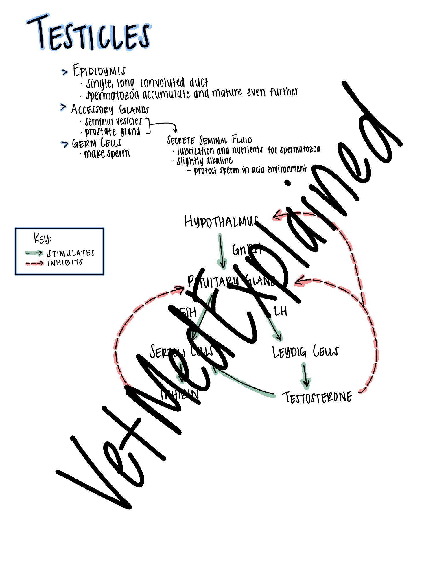 Endocrine System Study Guide for NAVLE - Etsy