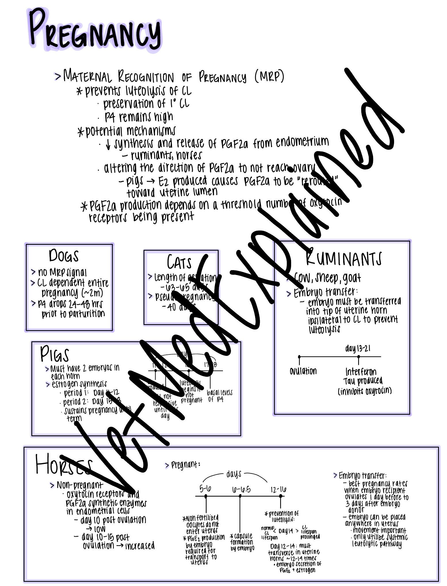 Endocrine System Study Guide for NAVLE - Etsy