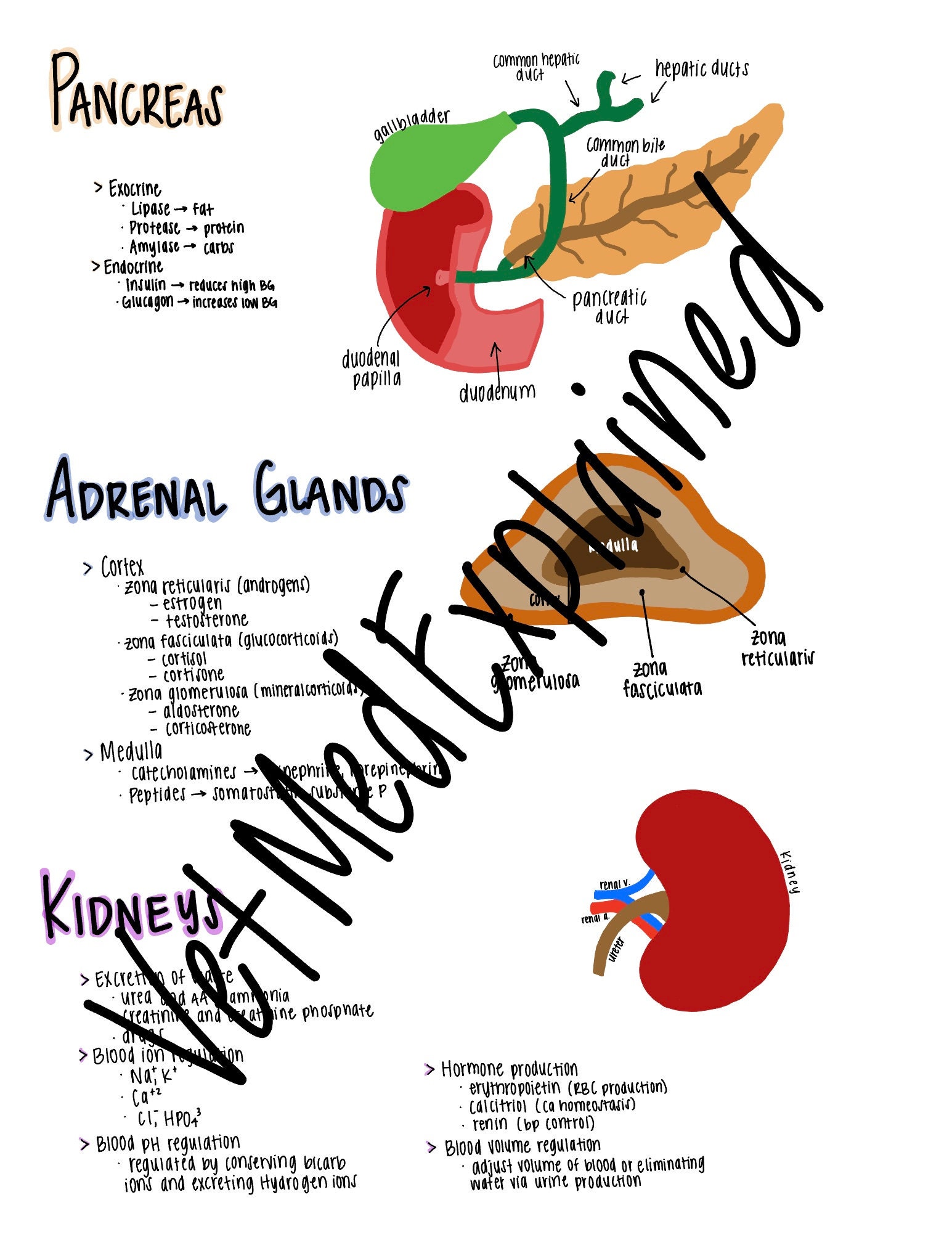 Endocrine System Study Guide for NAVLE - Etsy