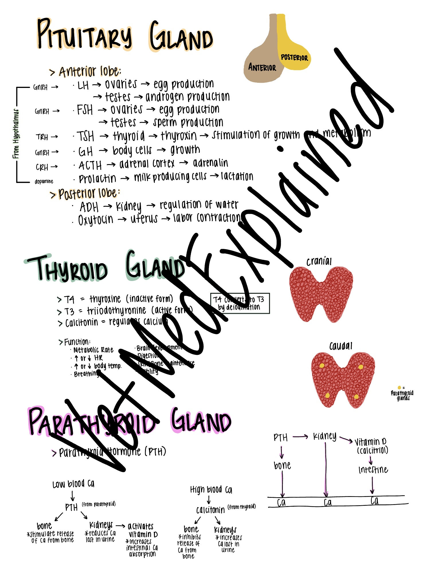 Endocrine System Study Guide for NAVLE - Etsy