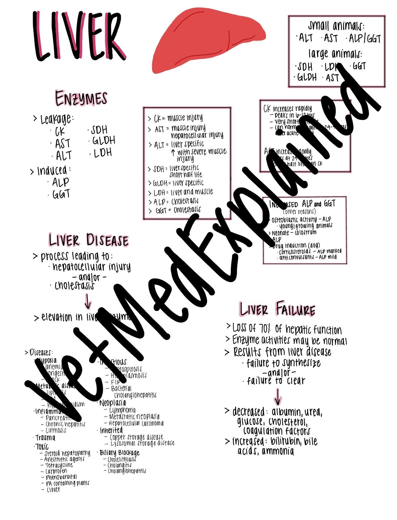 COMPREHENSIVE Clinical Pathology Veterinary Medicine Study Notes for ...