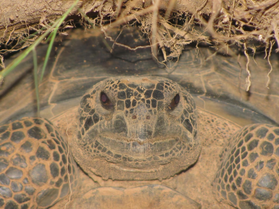 Gopher Tortoise in Burrow | Canvas Wall Art | Nature Photography ...