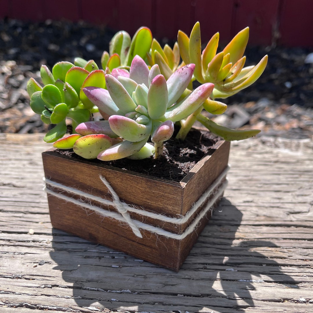 LIVE 4x4 Succulent Garden Box wood Home Decor Home Gift Wedding Gift - Etsy