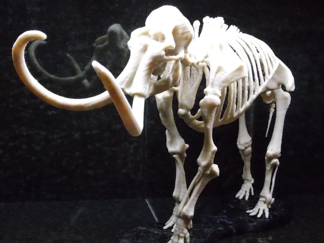 Wooly Mammoth Skeleton Fossil Model 3d Printed Bone White With Black ...