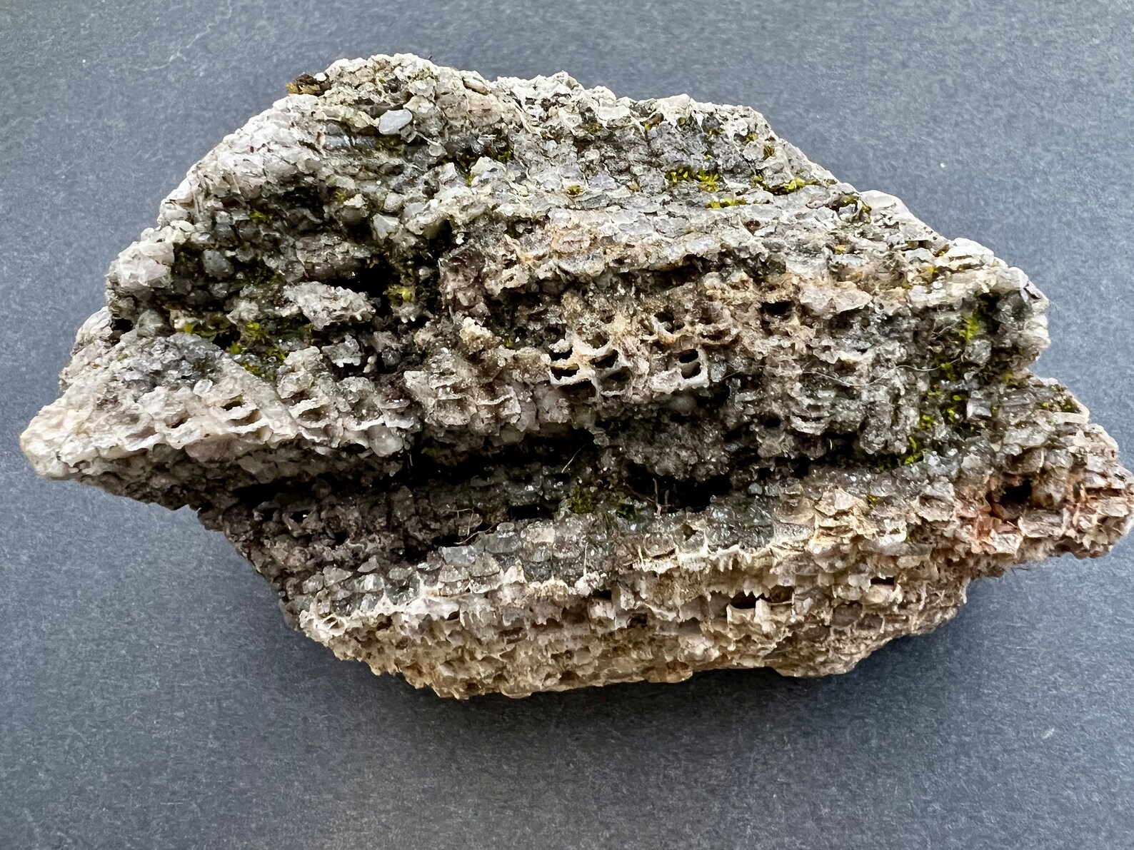 Coral Fossils, Favosite, Door County Fossils, Honeycomb Coral, Great ...