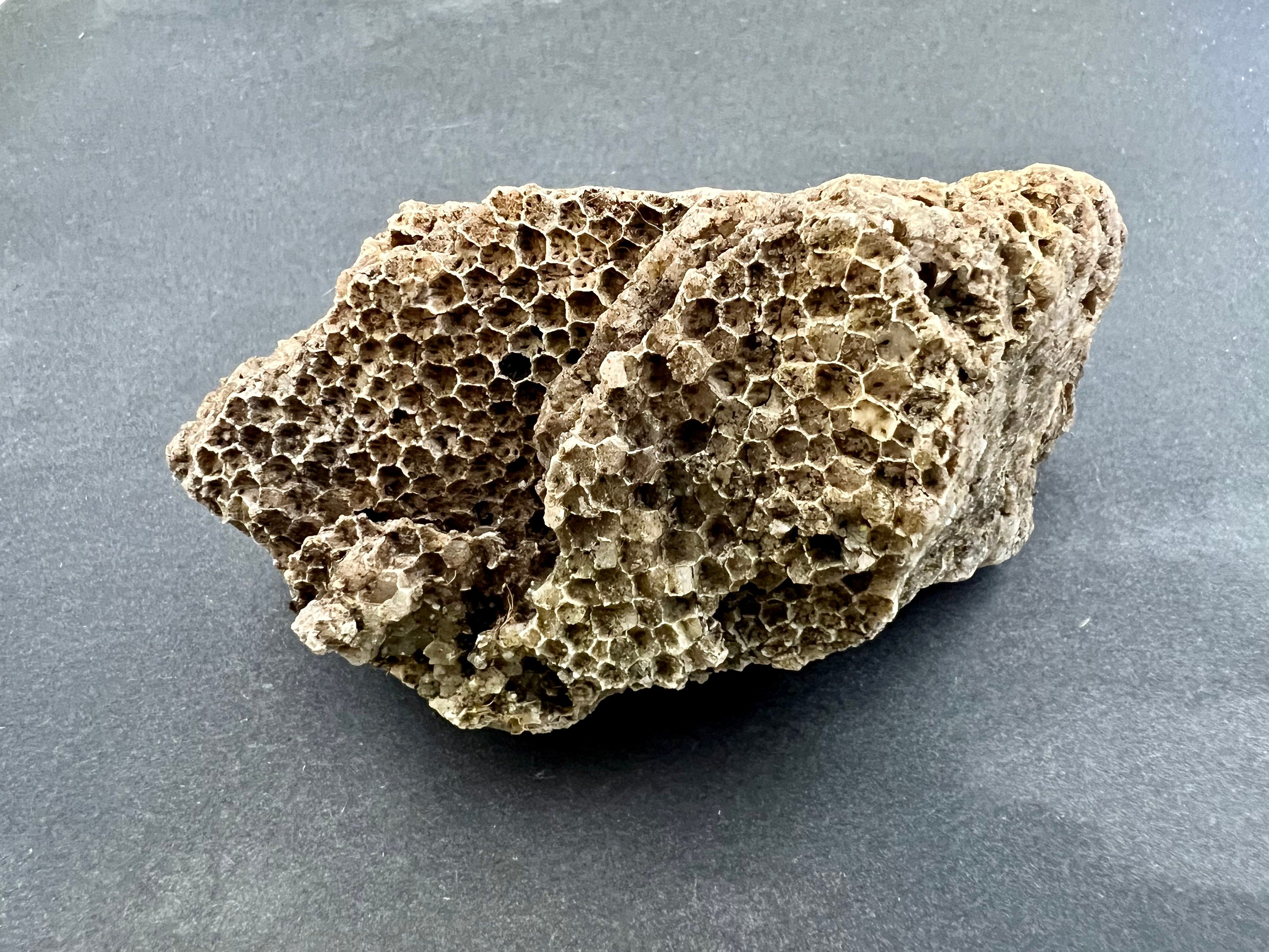 Coral Fossils, Favosite, Door County Fossils, Honeycomb Coral, Great ...