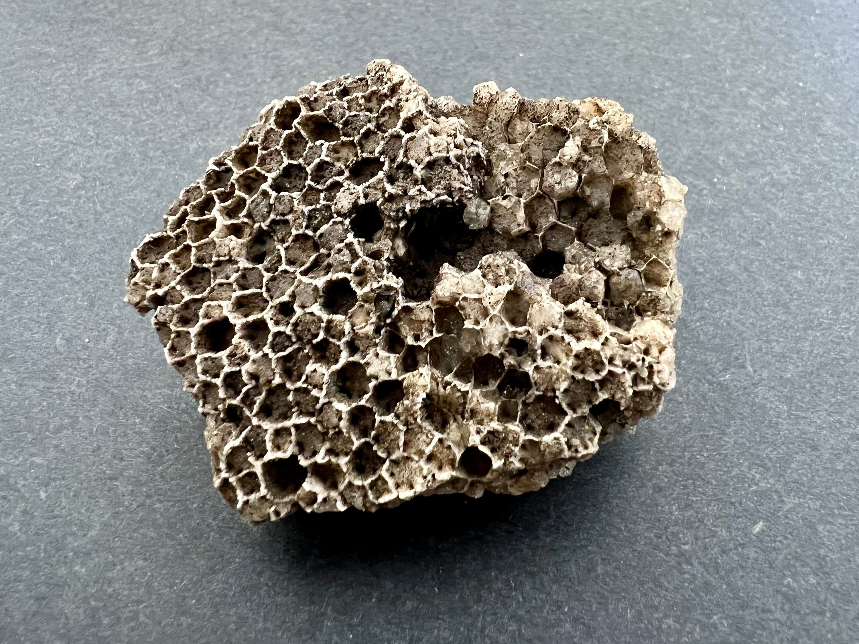 Coral Fossils, Favosite, Door County Fossils, Honeycomb Coral, Great ...