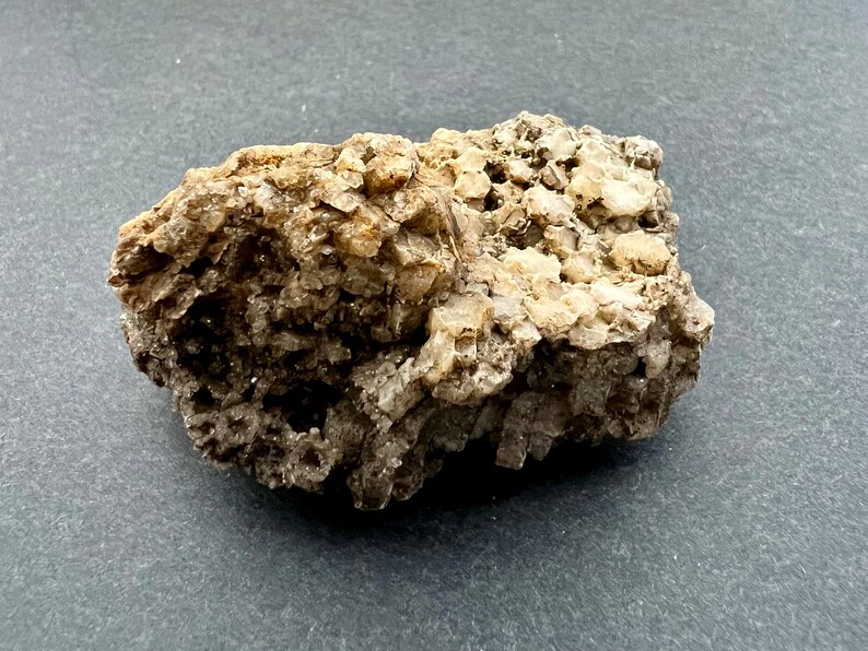 Coral Fossils, Favosite, Door County Fossils, Honeycomb Coral, Great ...