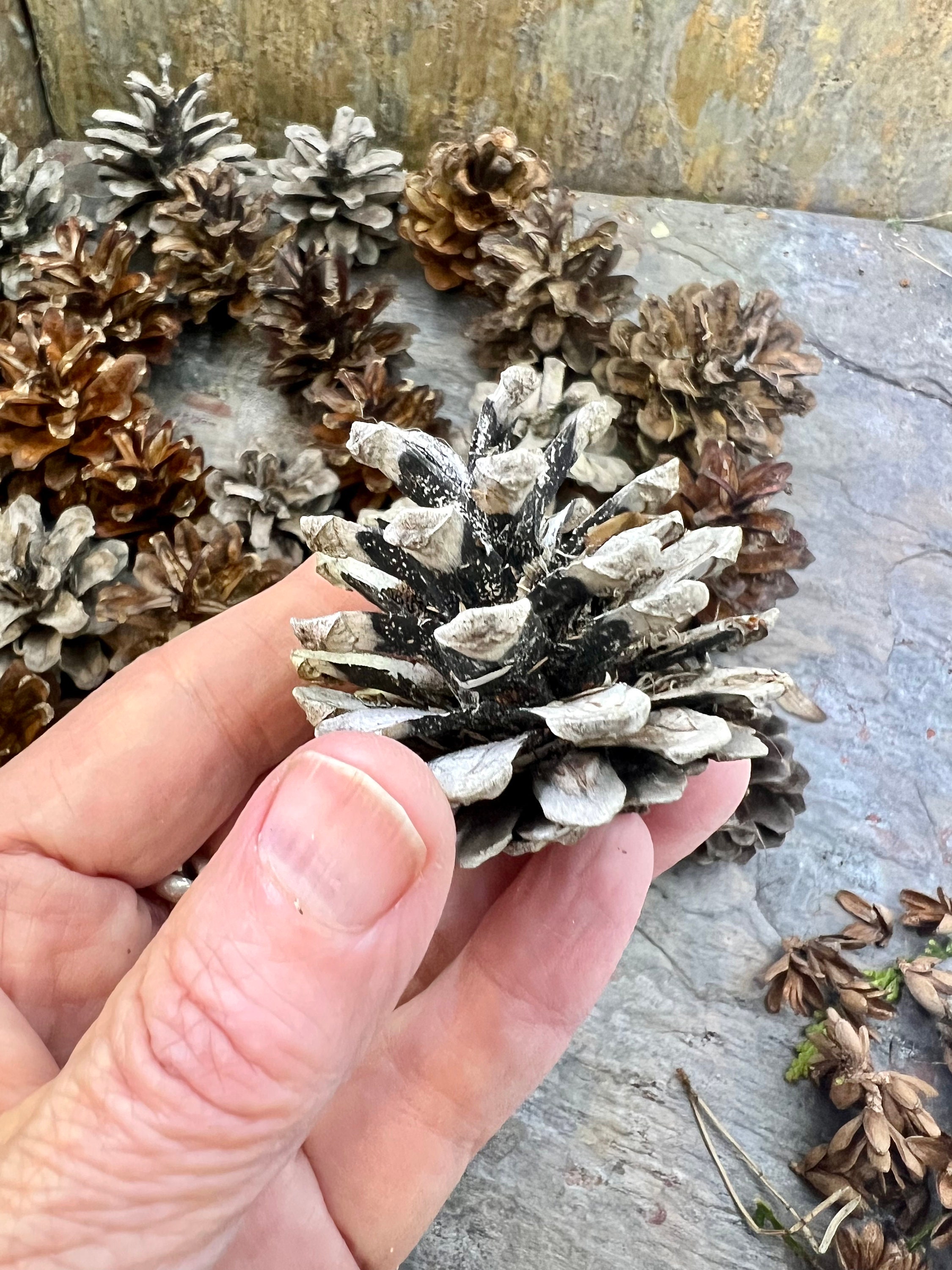 Real Pine Cones, Set of 10, Door County Foraged, Rustic Woodsy Wedding ...