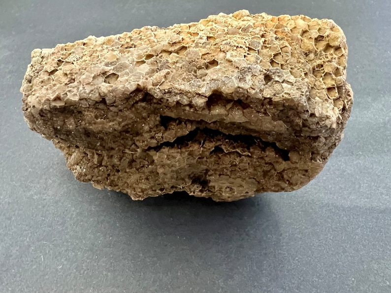 Coral Fossils, Favosite, Door County Fossils, Honeycomb Coral, Great ...