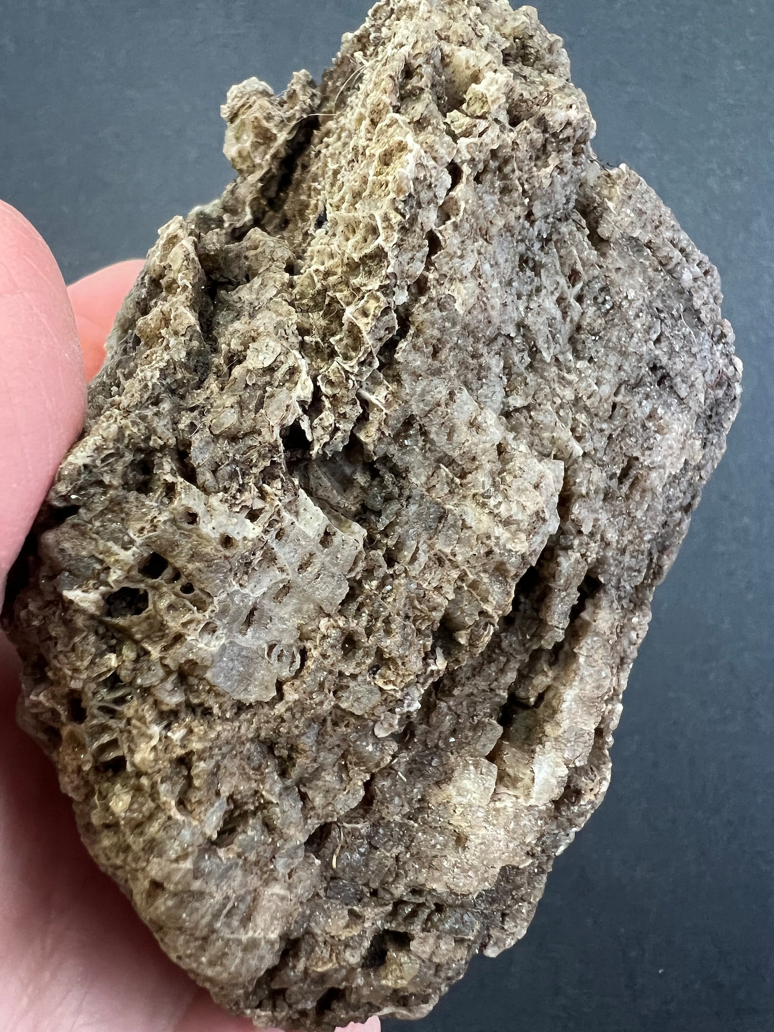 Coral Fossils, Favosite, Door County Fossils, Honeycomb Coral, Great ...