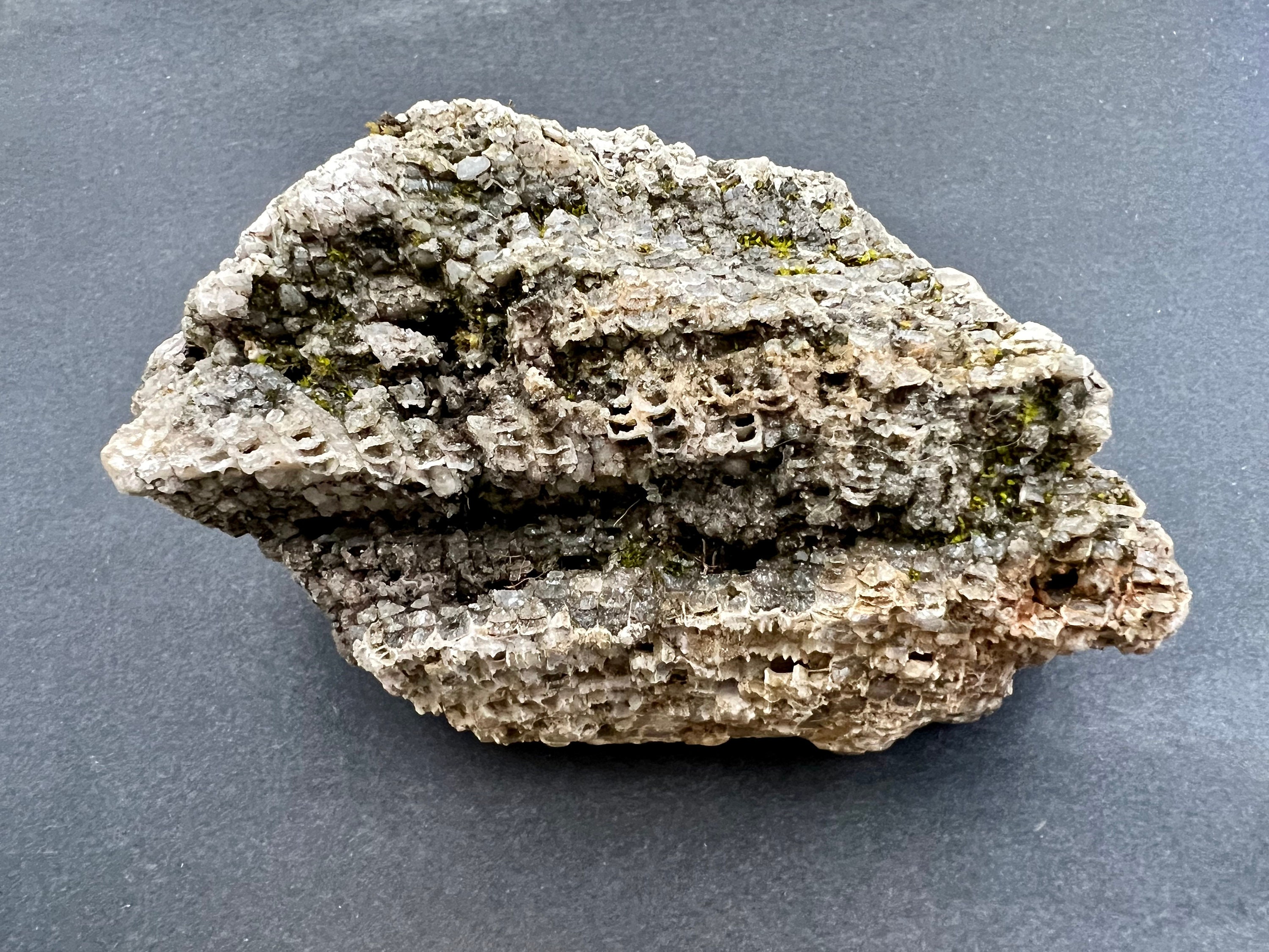 Coral Fossils, Favosite, Door County Fossils, Honeycomb Coral, Great ...